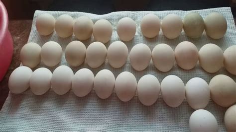 Утренние хлопоты Часть 2ая Youtube