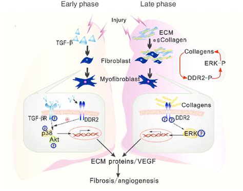Schematic Depicting The Role Of Discoidin Domain Receptor 2 Ddr2 In