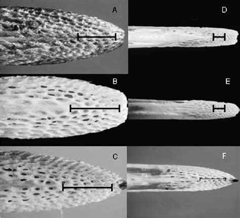Figure 2 From Functional Association Of Bill Morphology And Foraging Behaviour In Calidrid
