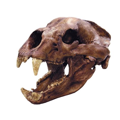 Replica Short Faced Bear Skull For Sale — Skulls Unlimited