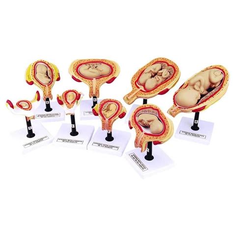 Model Human Fetal Development Bms Education