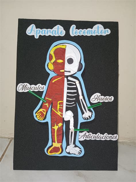 Aparato Locomotor Maqueta Aparatos Esqueleto Humano Para Niños Manualidades Para Niños Reciclaje