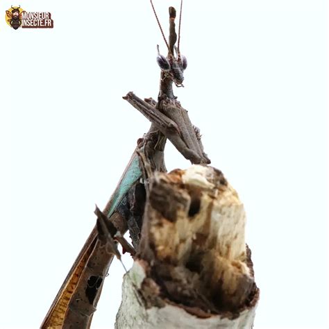 Achat Mante Dragon Stenophylla Lobivertex