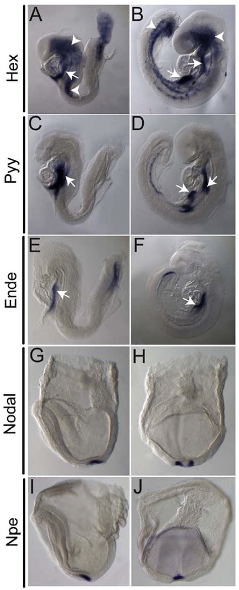 Gene Expression Image Detail