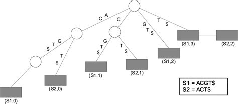 suffix tree built for two dna sequences s1 acgt and s2 act