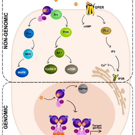 Genomic And Non Genomic Action Of Estrogen Receptor Er Download