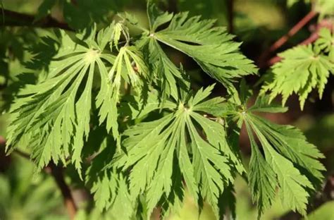 Maple Tree Types Pictures And Leaf Identification