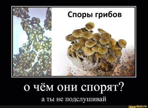 Споры грибов о чём они спорят? а ты не подслушивай - АйДаПрикол