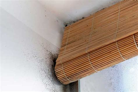 Mold Valley Termite And Pest Control