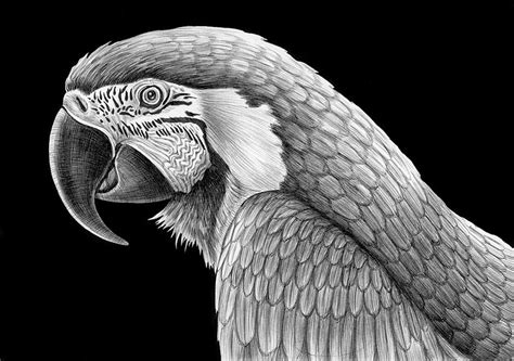 Detailed Drawings In Pencil At Loriann Day Blog