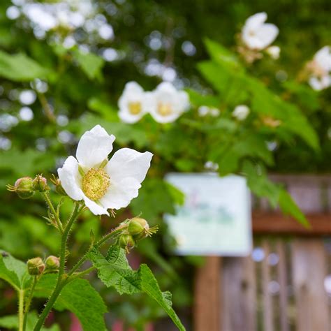 Rubus Parviflorus Thimbleberry Symbiop Garden Shop