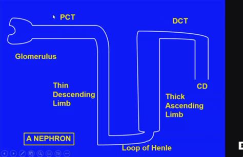 Diuretics Renal Pharmacology Flashcards Quizlet