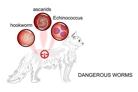 Types Of Worms In Cats Learn About The 4 Basic Types