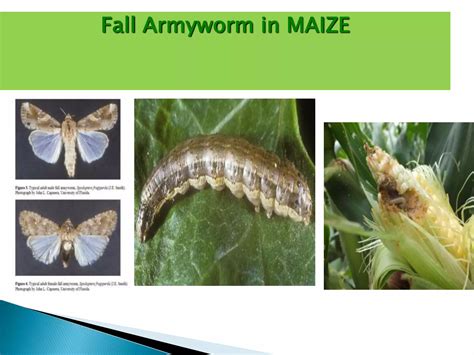 Fall Army Worm Ppt Bharath Pptx