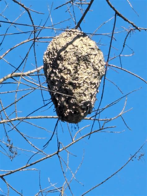 Bees And Wasps Nests Hornet Nest Vs Wasp Nest 4 Key Differences A Z