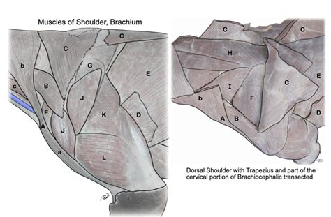 Anatomy Diagram Quizlet
