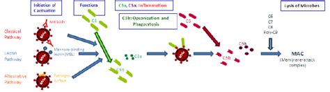 Activation Of Complement C Upon Entering The Host HIV Download Scientific Diagram