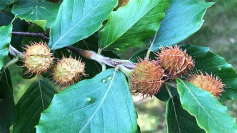 How To Identify A Beech Tree