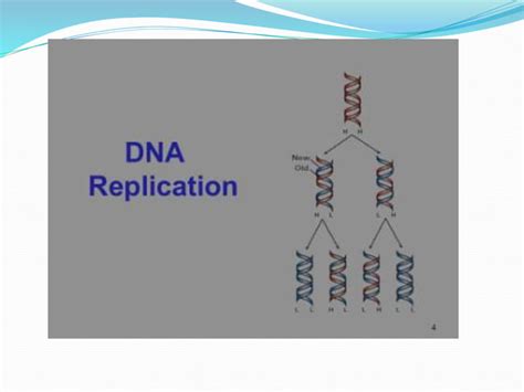 Dna Replication In Prokaryotes PPTX Chemistry Science