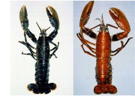What color do lobsters turn when cooked? [2022] | QAQooking.wiki