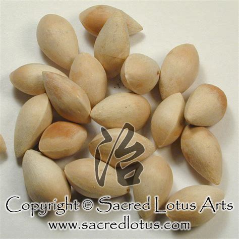 Chinese Herb Bai Guo Ginkgo Nut Semen Ginkgonis Bilobae