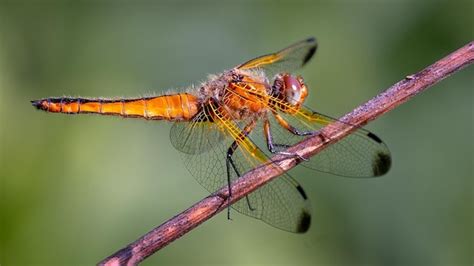 Premium Photo A Dragonfly With Orange And Yellow Wings Sits On A Branch