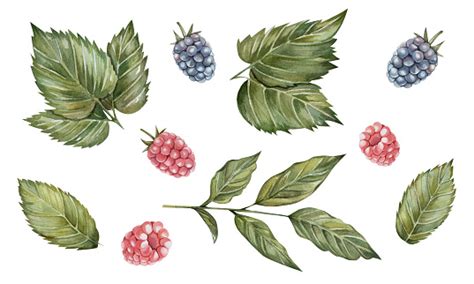 블랙베리와 라즈베리 잘 익은 열매와 녹색 잎이 다른 수채화 세트 장식 초대장 직물 디저트를 위한 육즙이 많은 열매 흰색 배경에 고립 손으로 그린 0명에 대한 스톡 벡터 아트