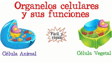 Introito Vaginal Un Recorrido Por Los órganos Genitales Femeninos
