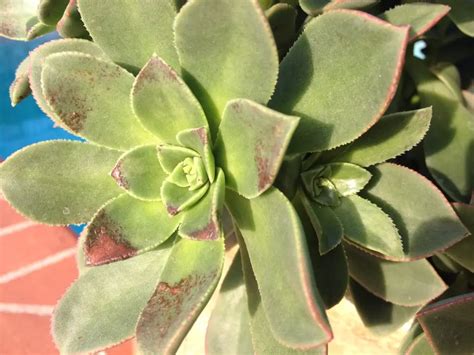 Succulent Sunburn In Depth Guide With Pictures Succulents Network