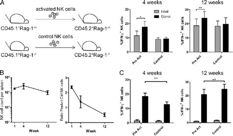 Long Term Engraftment And Production Of Ifn G By Memory Like Nk Cells