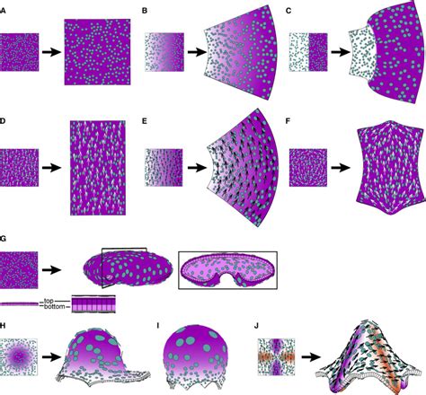 Resolving Conflicts Modeling Genetic Control Of Plant Morphogenesis