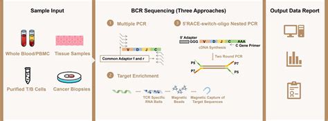 Light Chain Of Bcr Sequencing Service Cd Genomics