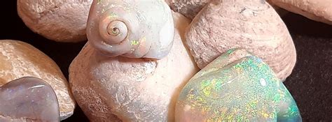 Opalised Fossils Majestic Opals