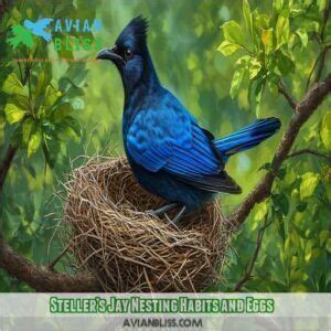 Stellers Jay An In Depth Look At This Clever Bird