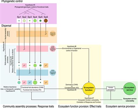 Conceptual Tbf Trait Based Response Effect Framework Synthetized Download Scientific Diagram