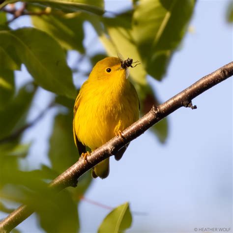 Yellow Warbler Flying