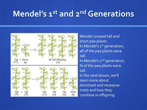 Ppt Dominant And Recessive Traits Powerpoint Presentation Free Download Id 5534056