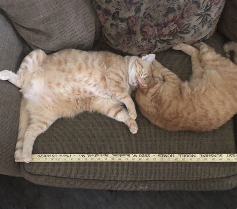 Chonker With A Yard Stick And Normal Cat For Scale Rchonkers