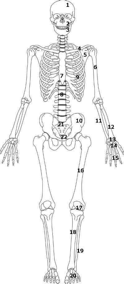 Bio 1 Skelet Človeka Diagram Quizlet