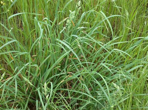 Orchardgrass