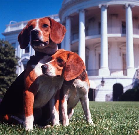 The First Beagles Whose Ears Lbj Just Had To Tug Life