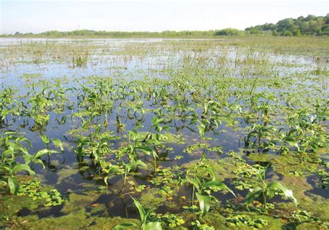 Projects Restore Floodplain Ecosystems While Reducing Flood Risk Institute For Water Resources