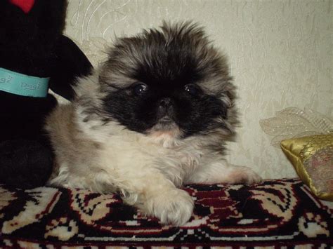 Чем кормить пекинеса в домашних (70 фото) - картинки sobakovod.club