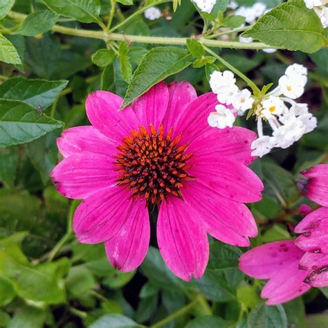 Echinacea Etsy