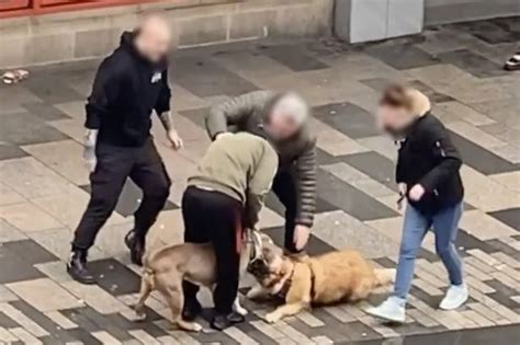 Xl Bully Attack On Scottish Street As Terrified Witnesses Try To Unlock