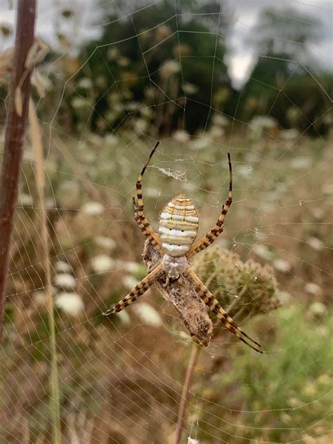 Unidentified Spider In Rural Yamhill County Western Oregon Oregon United States
