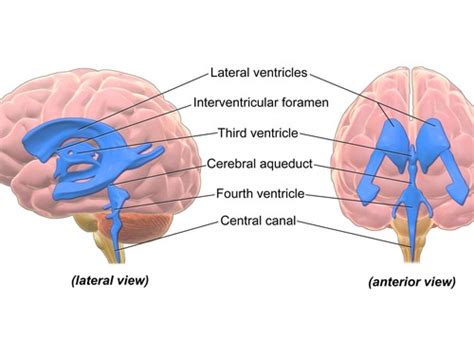Brain Ventricles Meninges Of Brain Plexus Flashcards Quizlet
