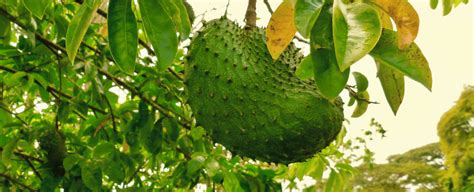 How To Plant A Soursop Tree Best Practices For Beginners Complete