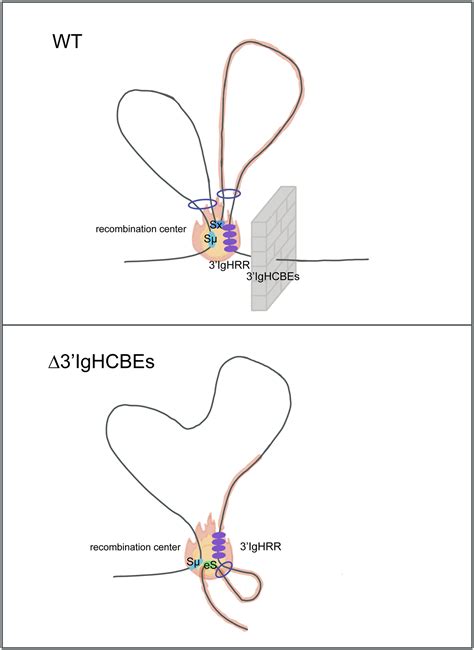 An Insulator That Regulates Chromatin Extrusion And Class Switch Recombination Pnas