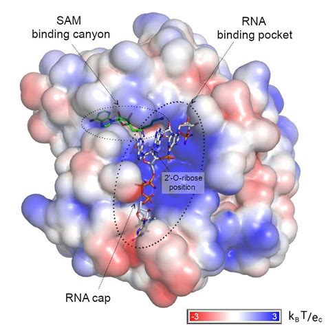 Model Of Rna Recognition By The Monkeypox Virus Vp39 Download